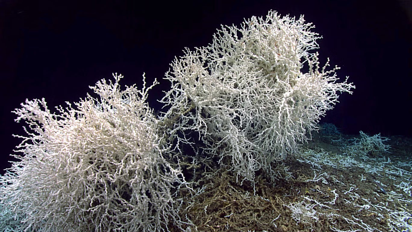 New Deep Water Coral Reef Found – Aquatica