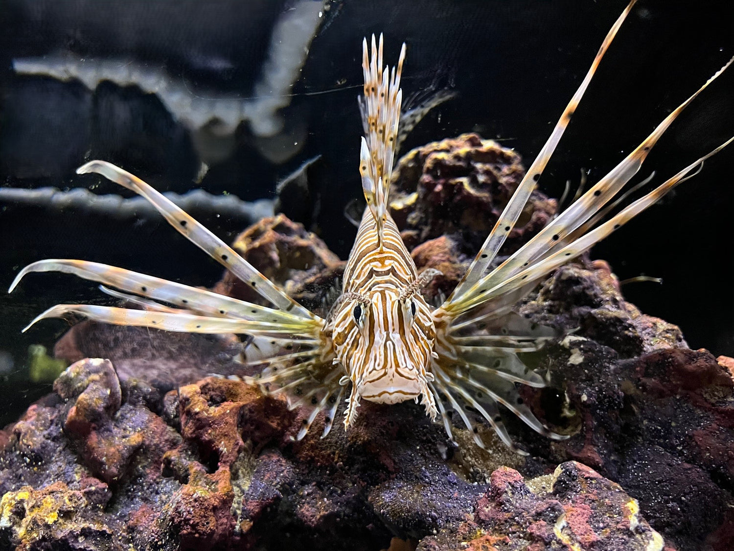 Aquatica