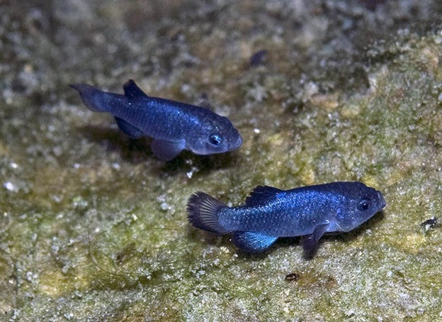 RARE Fish - The Devils Hole Pupfish – Aquatica