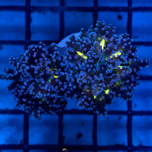 Buy Corals – Aquatica