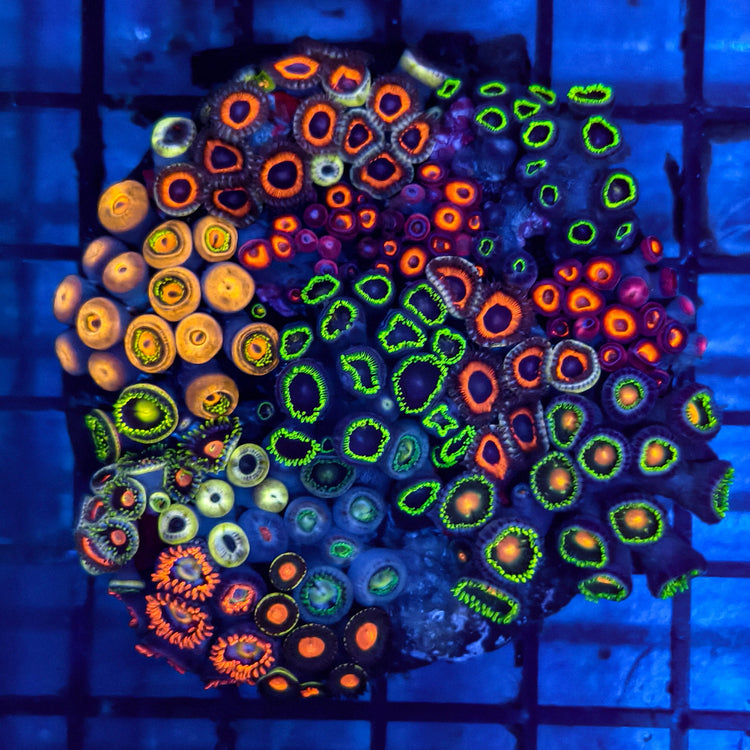 Buy Corals – Aquatica