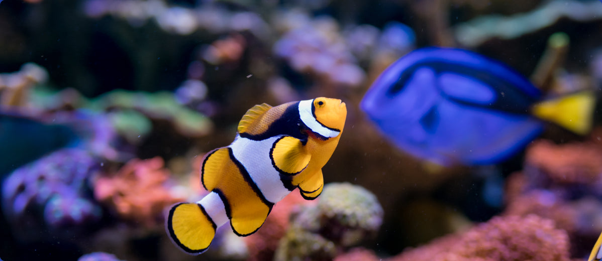 Visit – Aquatica